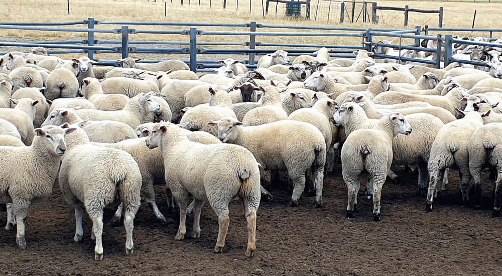 Kiranda Maternal – Purpose Built Sheep Genetics