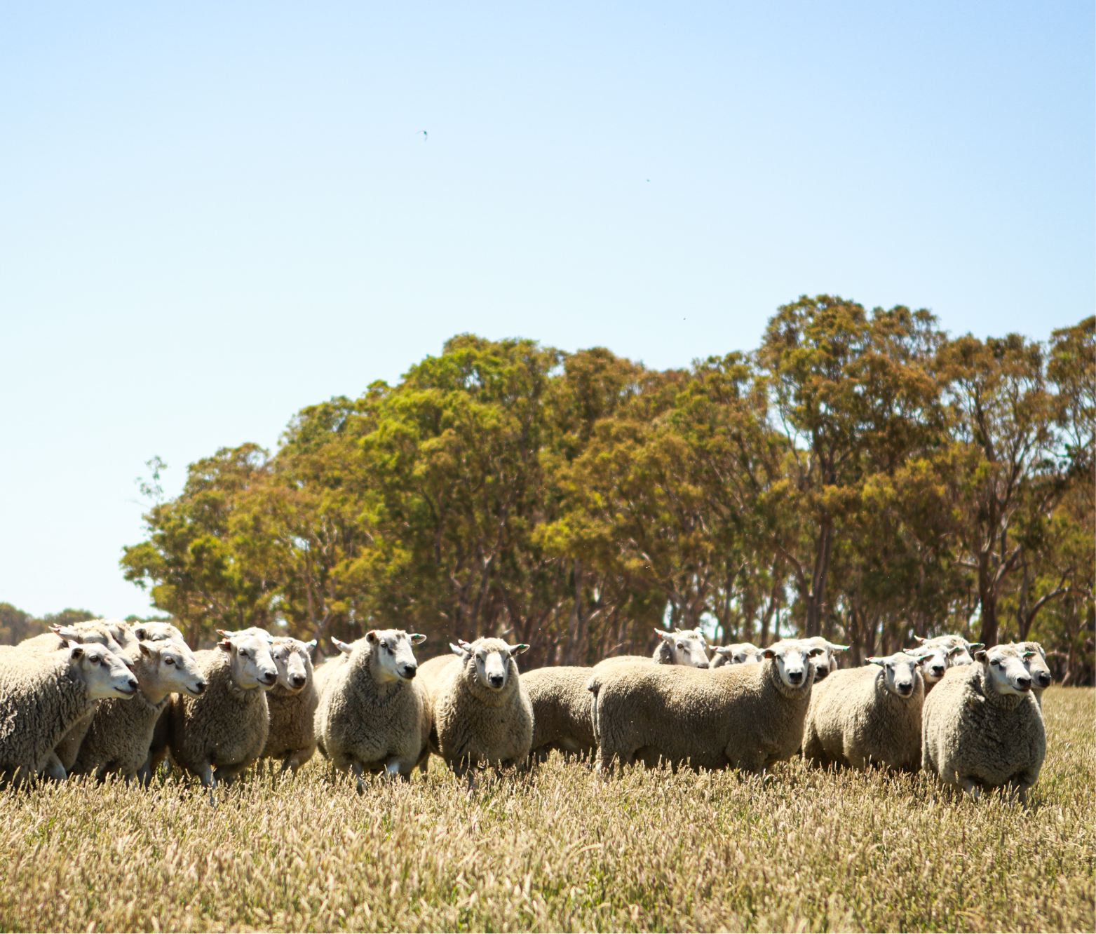 Kiranda Maternal – Purpose Built Sheep Genetics